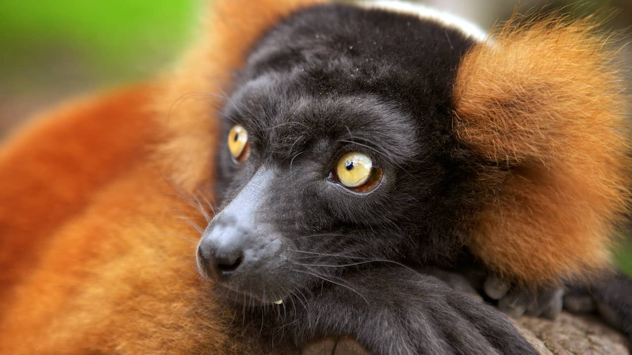 Rode vari tijdelijk ontsnapt uit dierentuin ARTIS | Overig | NU.nl