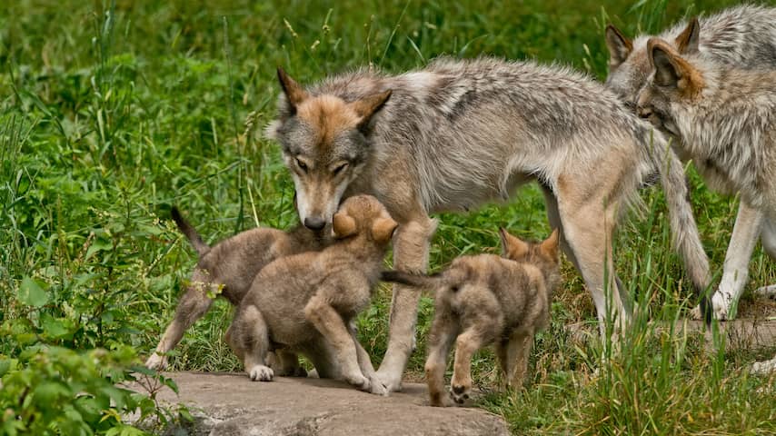 Wolf voelt zich steeds meer thuis in Nederland: dit jaar 55 welpen ...