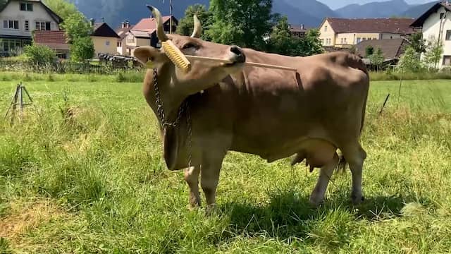 Koe krabt met bezem op rug en verbaast wetenschappers | NU.nl