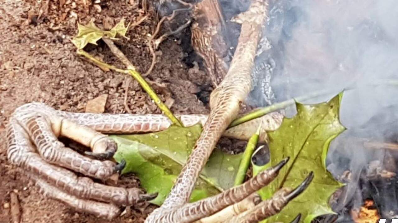 Poten van geroosterde Haagse reiger naar Rotterdams museum | Binnenland ...