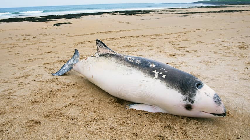 Bruinvissen waarschijnlijk ziek, doof of dood door Nord Stream ...