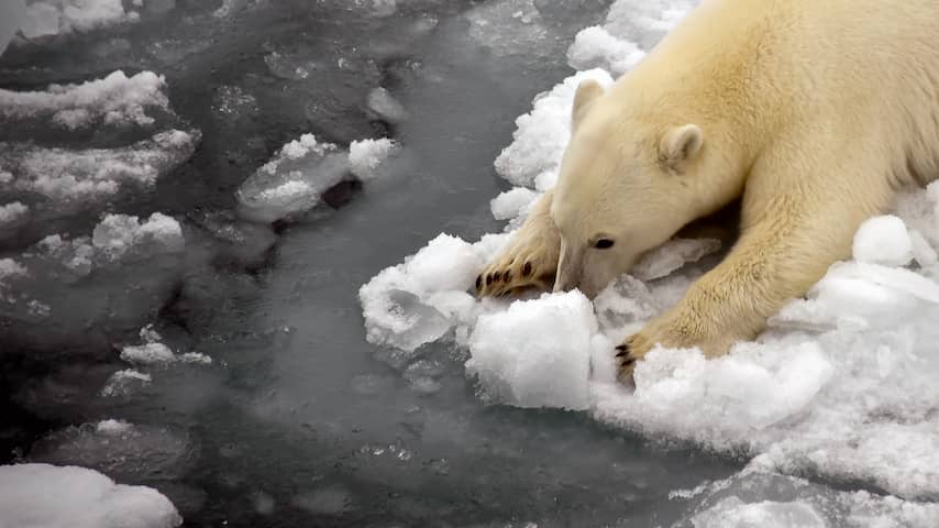 Meer inteelt onder ijsberen door smeltend ijs bedreigt voortbestaan ...