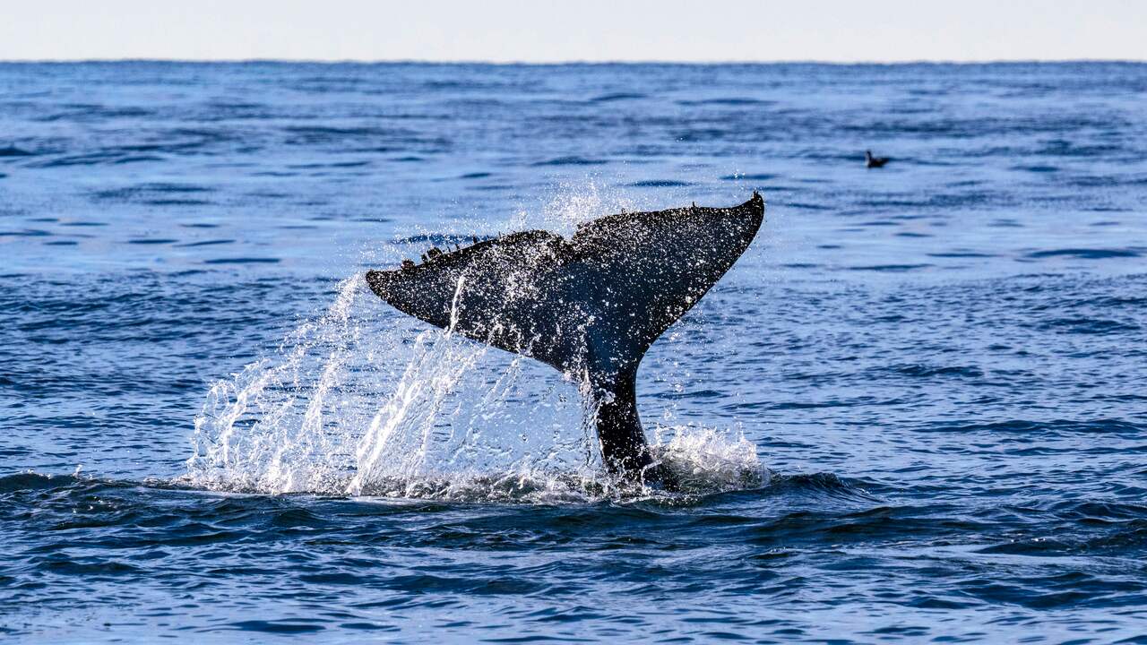 Orka’s laten twee zeilboten zinken bij Lissabon | NU.nl