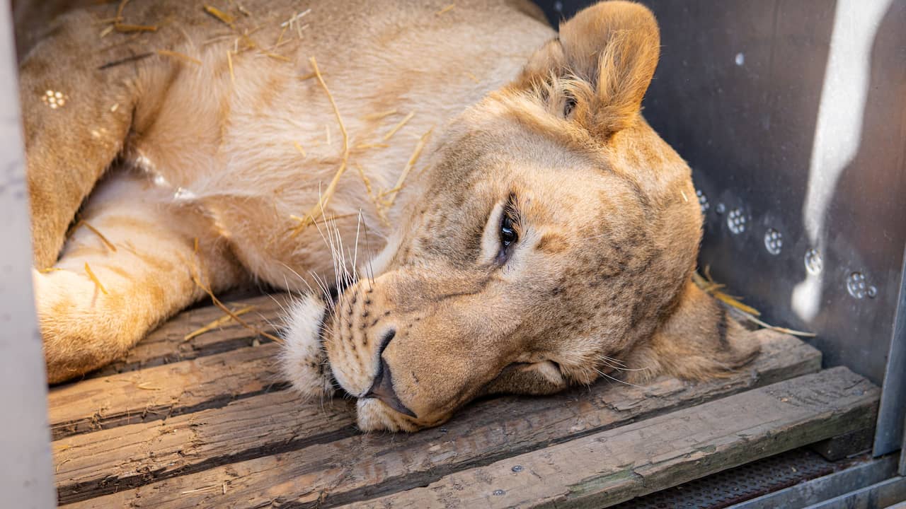 Nederland vangt leeuw op die door gebombardeerde straten in Oekraïne zwierf | Oorlog in Oekraïne ...