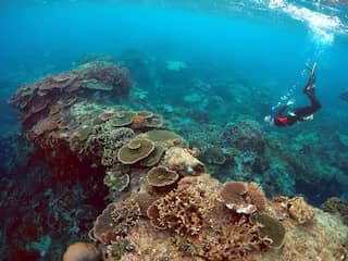 Great Barrier Reef | NU - Het laatste nieuws het eerst op NU.nl