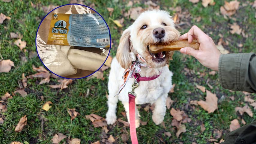 Vermoedelijk dertien dode en tientallen zieke honden door giftige ...