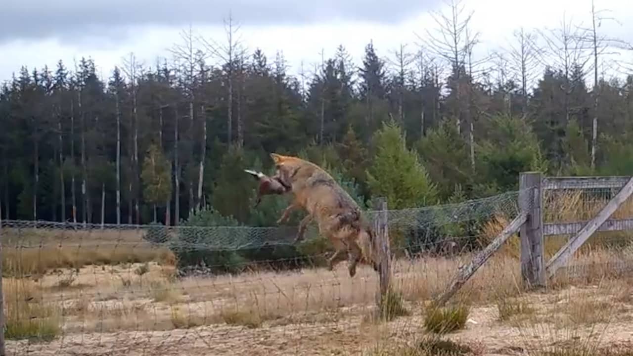 EU duimt dat status van wolf wordt verlaagd, want dat kan grote ...