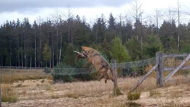 Wolf - NU.nl