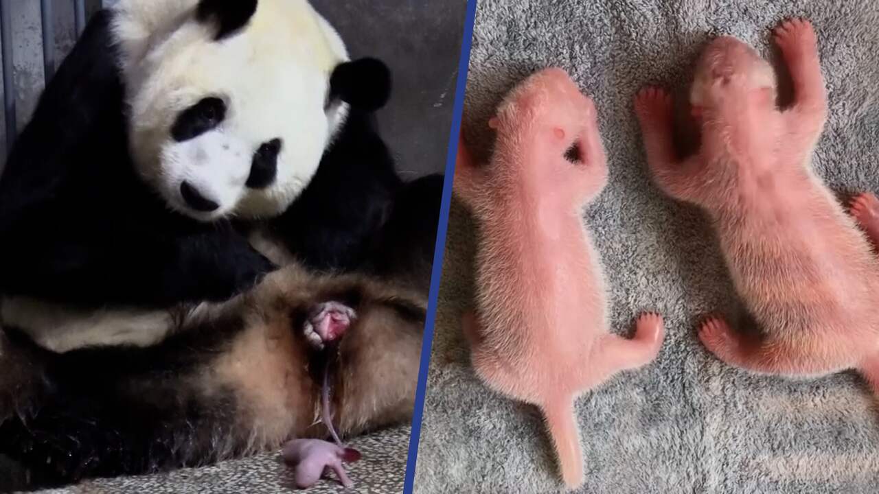 Chinese reuzenpanda bevalt van tweeling | NU.nl