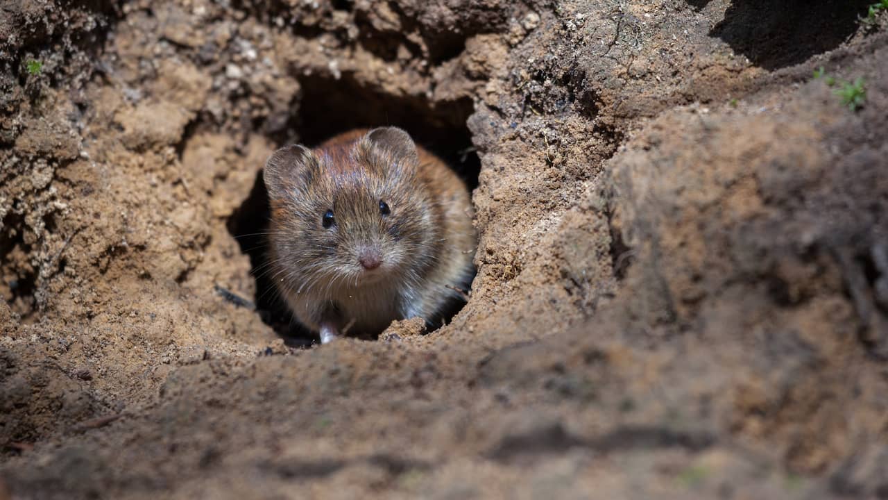 Woelmuizen verklaren mogelijk waarom het lastig is je ex-geliefde te ...
