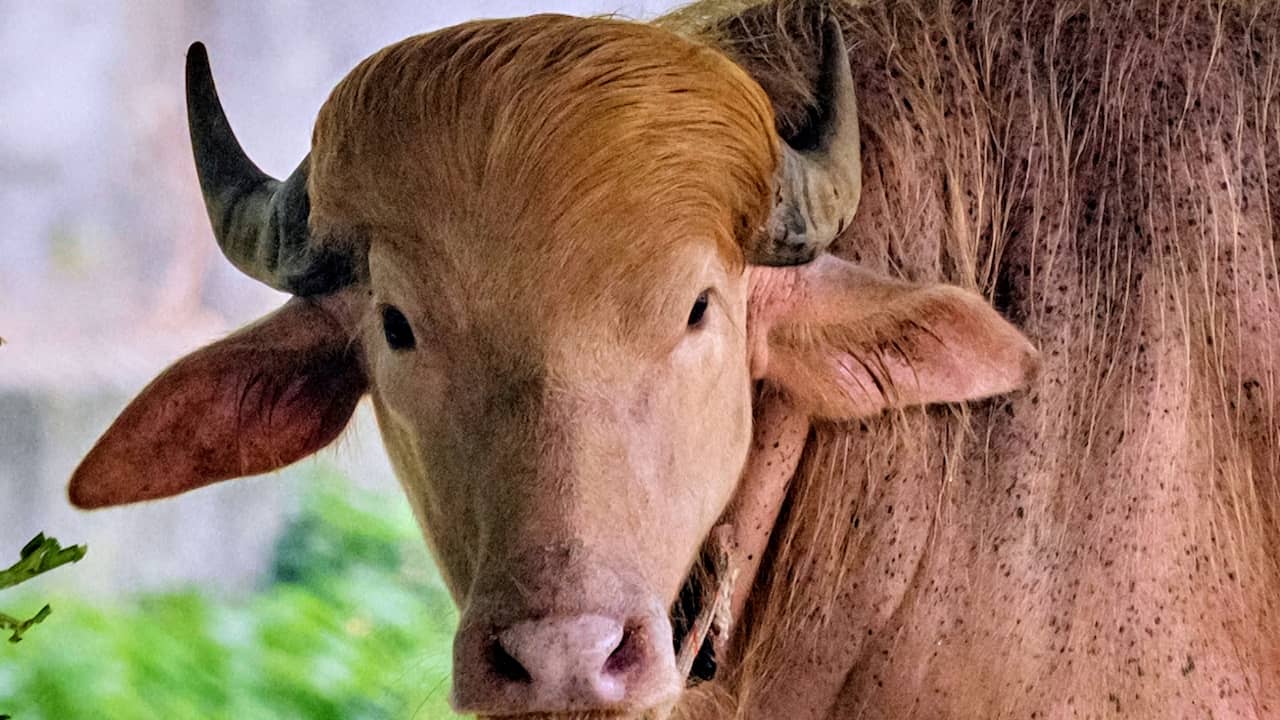 Buffel die op Trump lijkt trekt veel bekijks in nieuw verblijf in ...
