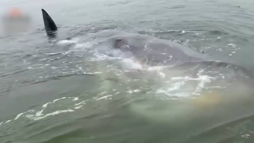 Aangespoelde dode potvis verdween in zee, maar is weer terug op Zeeuws ...