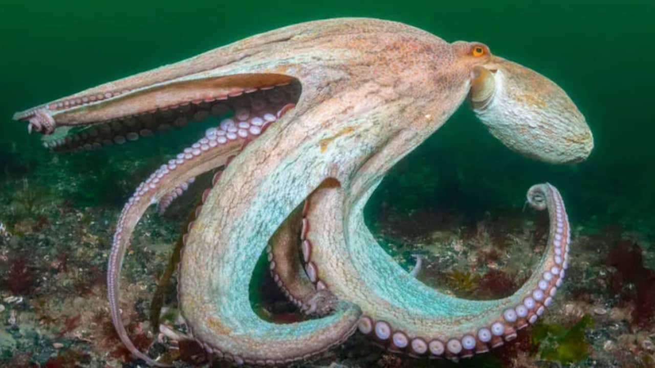 'Explosie' aan mediterrane octopussen voor Britse kust, nog afwezig in ...