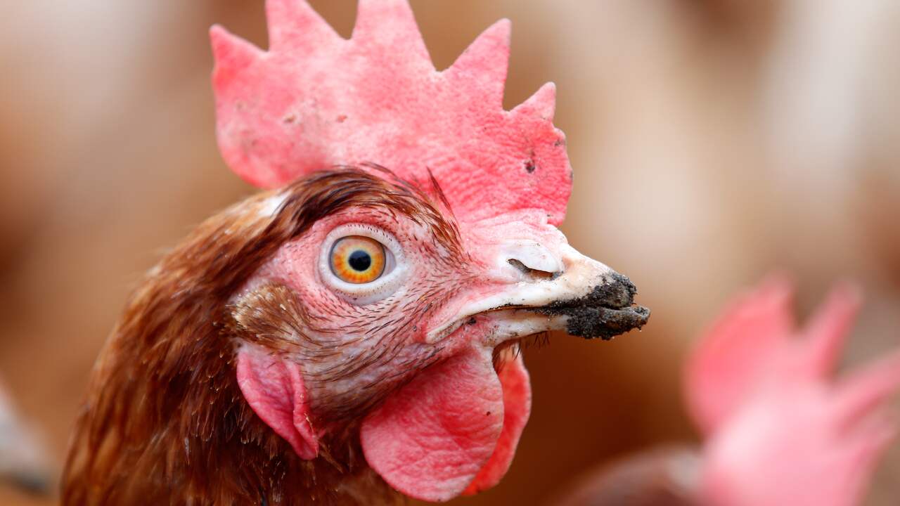 Manke kip in VS krijgt poot uit 3d-printer | Dieren | NU.nl