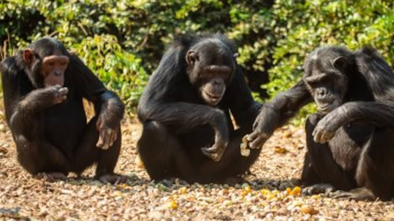 Ook chimpansees kopiëren nutteloos gedrag en stoppen gras in hun oor en kont | Dieren | NU.nl