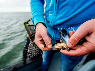 mosselen | NU - Het laatste nieuws het eerst op NU.nl