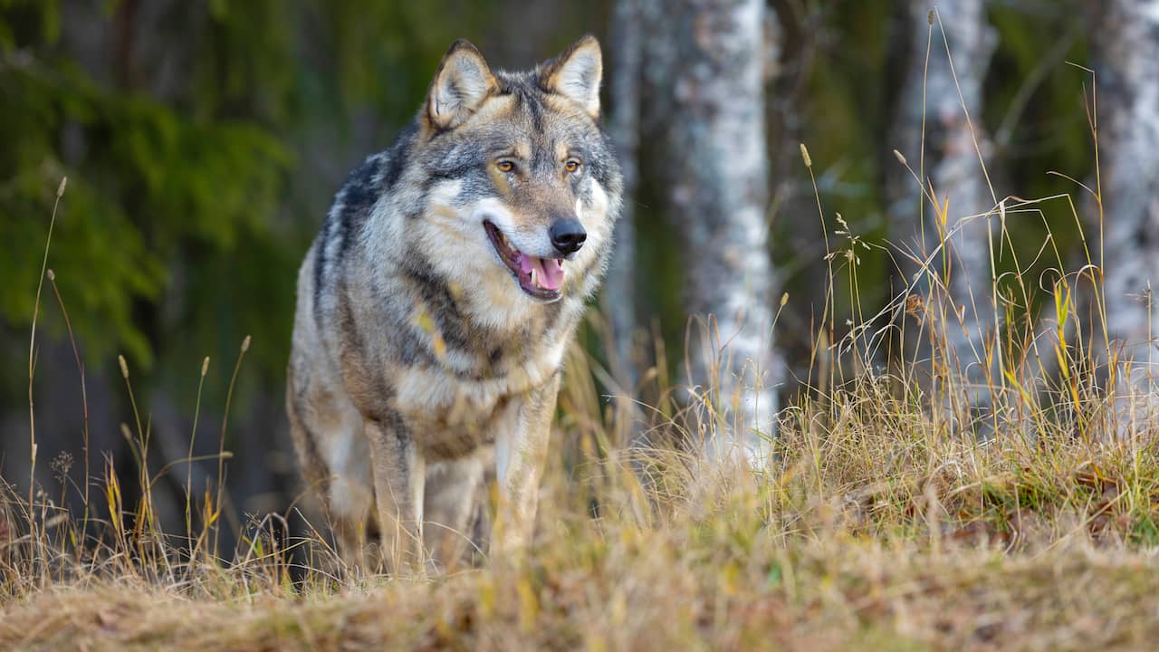 Grote zorgen om bijtende wolf in Utrecht: 'Hij zou morgen iemand kunnen ...