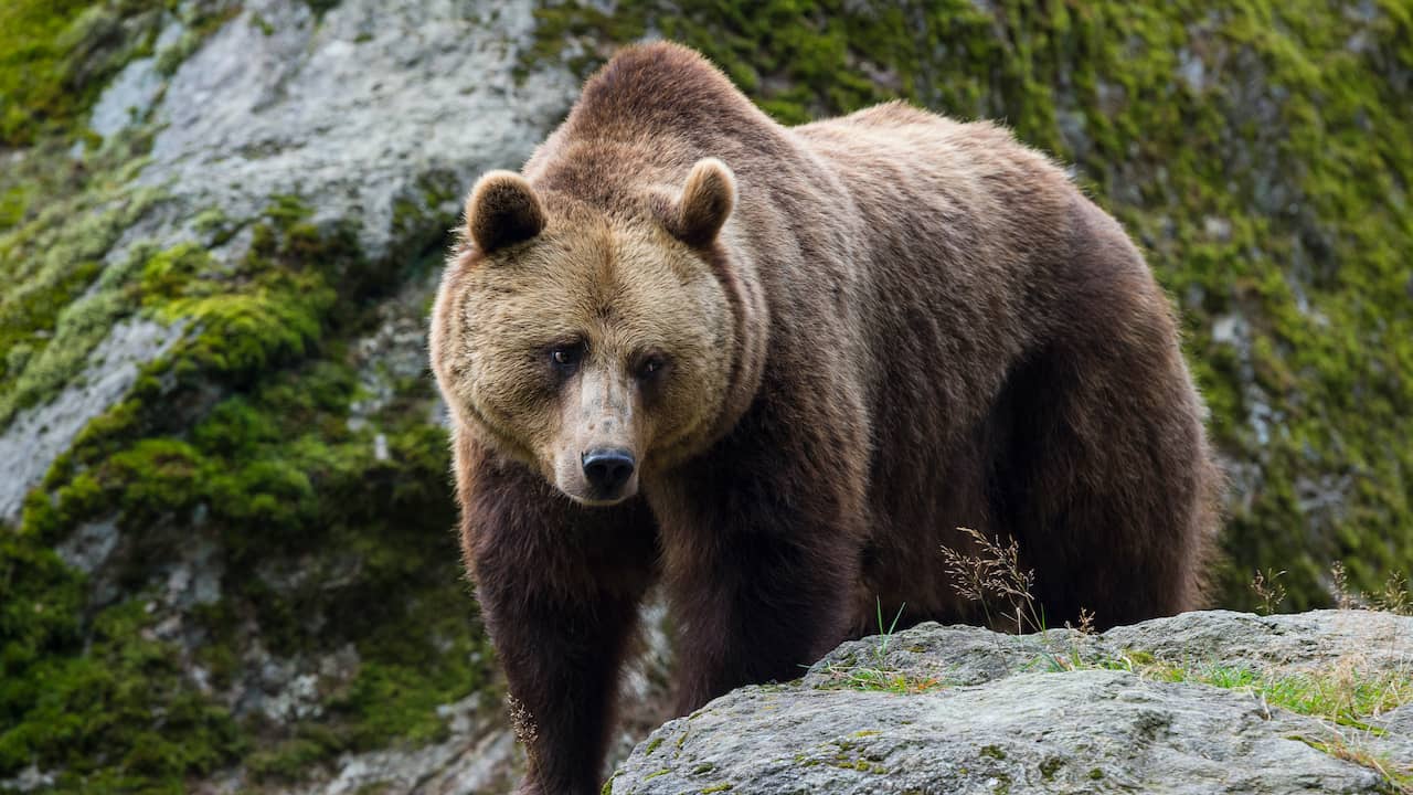 Roemenië gaat twee keer zoveel beren afschieten na dodelijke aanval ...