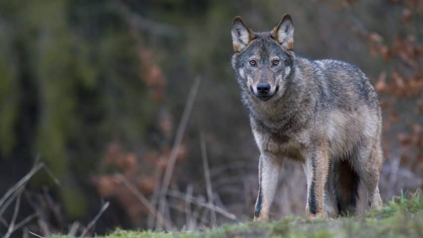 Gelderland geeft toestemming voor doden van wolf die hardloper beet ...