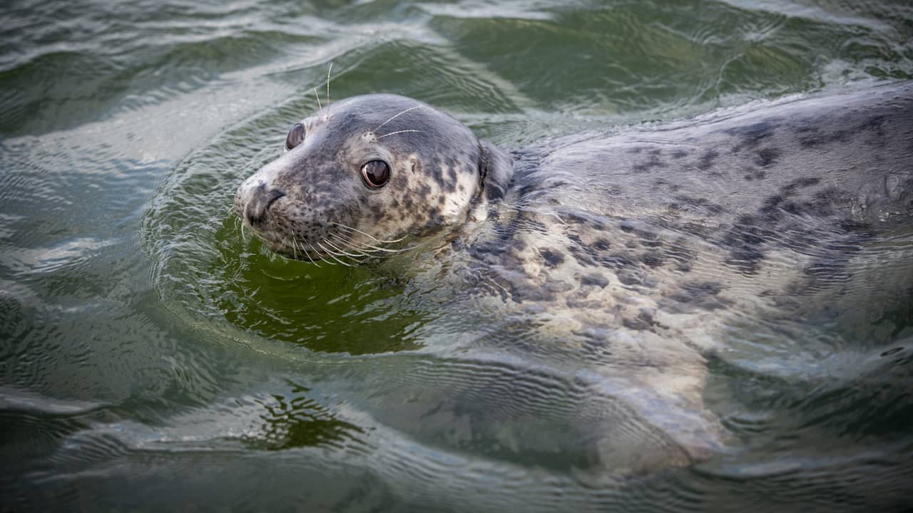 Vogelgriep aangetroffen bij dode zeehond op Vlieland | Dieren | NU.nl
