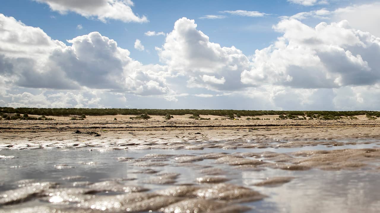 Na 21 jaar weer oranje plooislak in Noordzee | Dieren | NU.nl