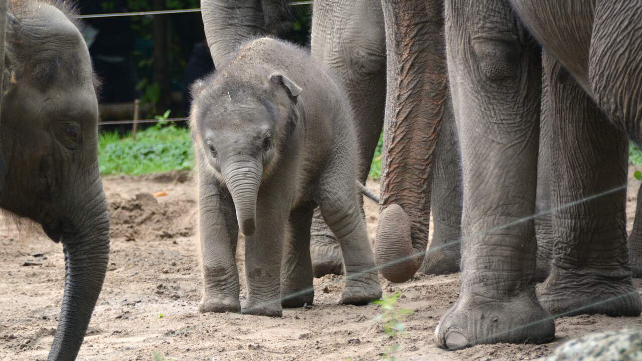 9,5 miljoen bezoekers voor dierentuinen | Lifestyle | NU.nl