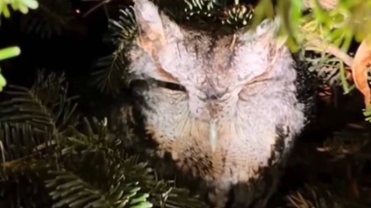 Jonge uil na vier dagen opgemerkt in Amerikaanse kerstboom | NU.nl