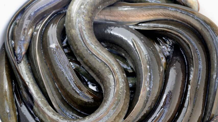 Minister doet onderzoek naar effect van cocaïne op palingen | Dieren ...