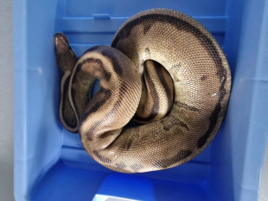 Koningspython van 2 meter gevonden bij hockeycomplex in Spijkenisse ...