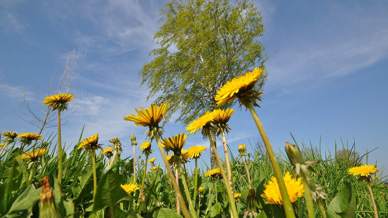 Gele, verdorde grasvelden? Nee hoor, hier ligt het groenste stukje gras ...