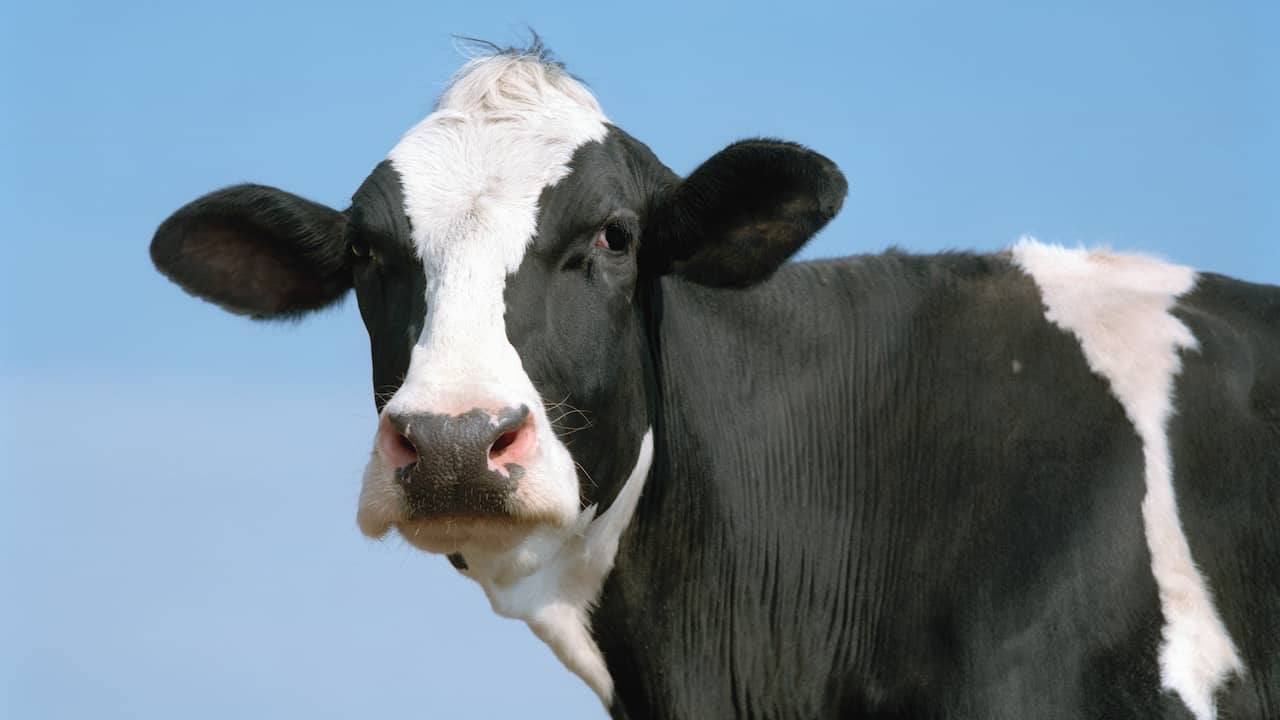 Miljarden voor uitkoopregeling en innovatie moeten boeren perspectief ...