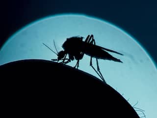 Malaria | NU - Het laatste nieuws het eerst op NU.nl