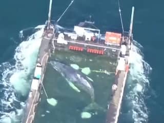 Overleden bultrug aangespoeld bij Deens eiland, mogelijk gaat het om ...