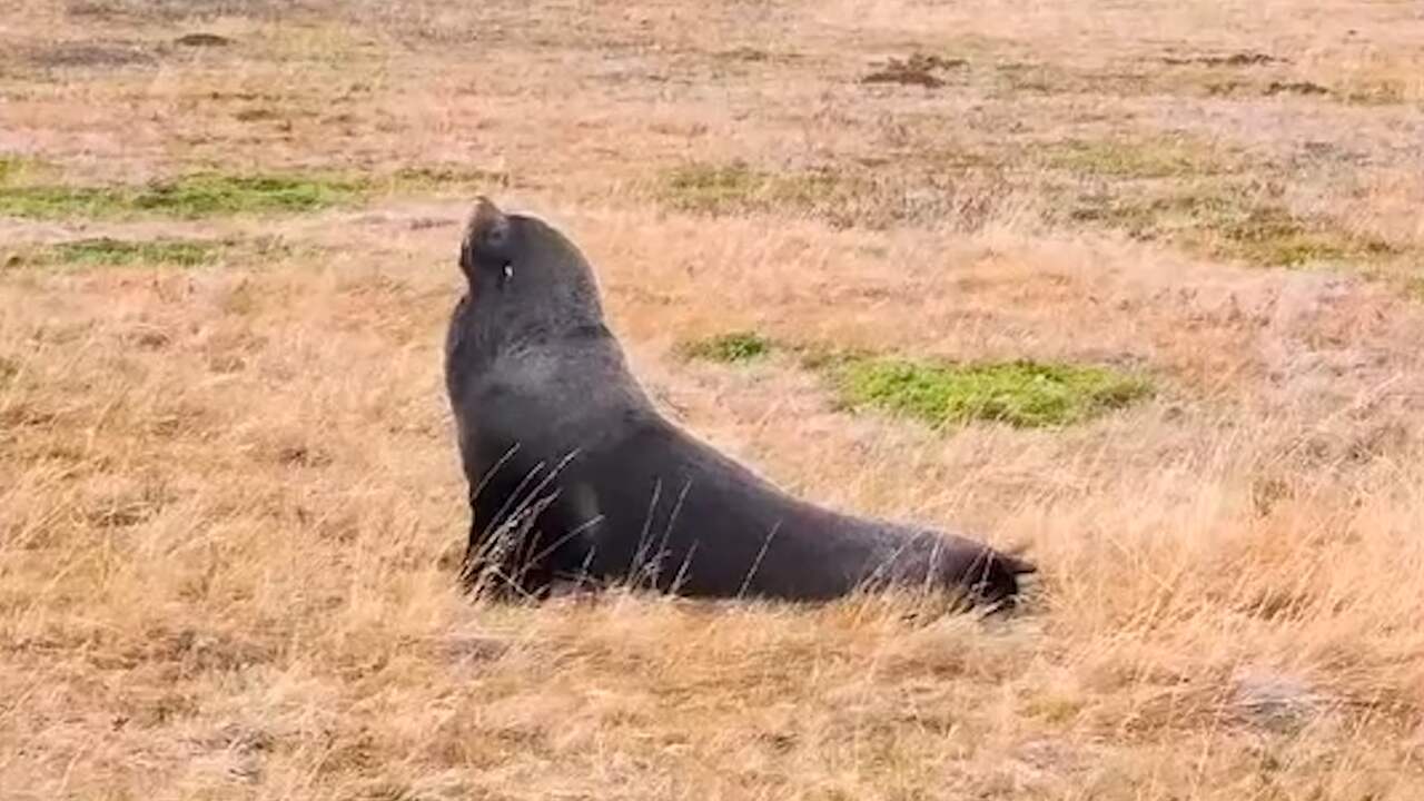 Chileense pelsrob struint 50 kilometer van zee door natuurpark | NU.nl