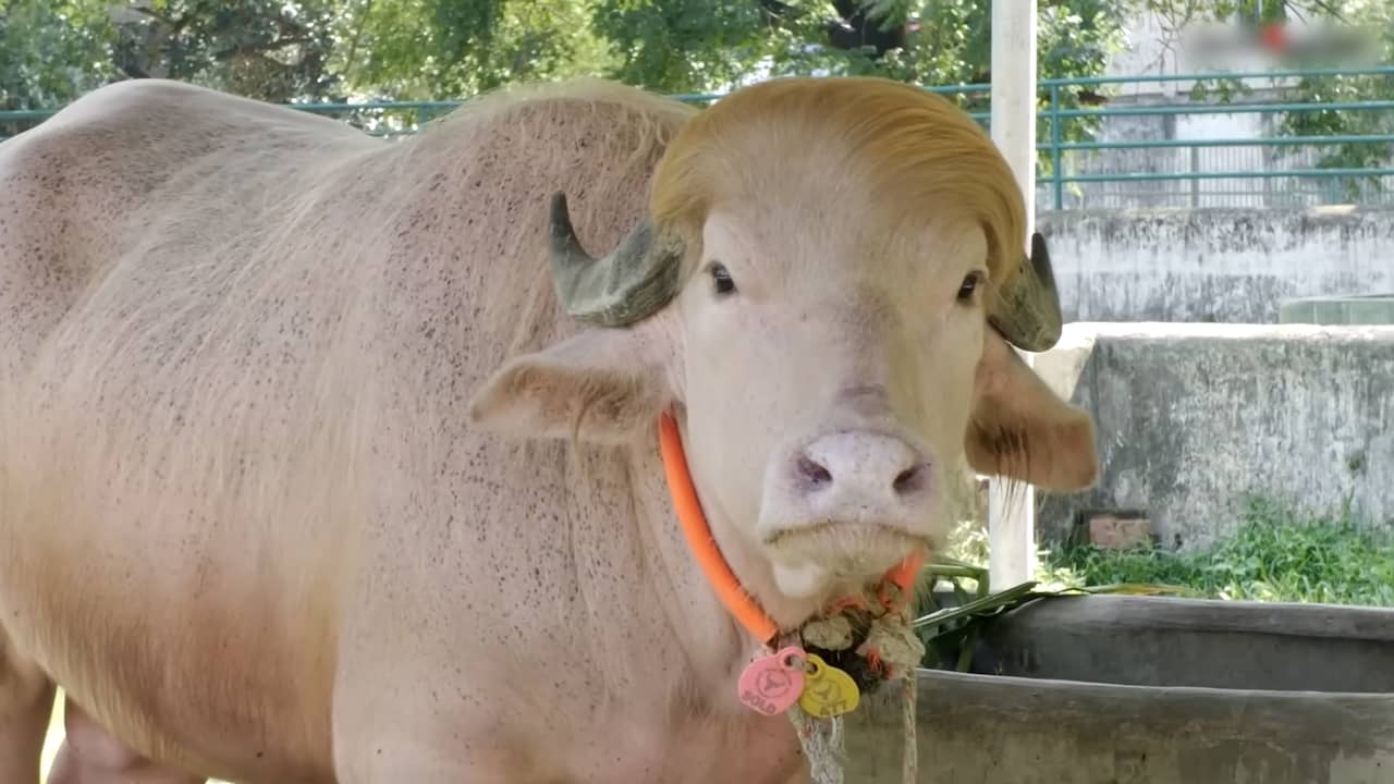 Albinobuffel gered van offerfeest vanwege gelijkenis met Donald Trump ...
