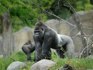 Bokito: berucht door aanval, maar hij stierf als 'familieman' met ...