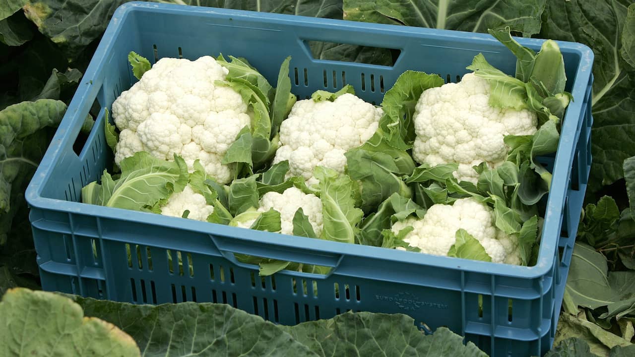'Absurde winter' leidt tot zeer dure (of geen) bloemkool | Economie | NU.nl