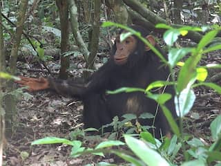 Ook volwassen chimpansees spelen: 'Vergroot de kans op succes bij jagen' | Dieren | NU.nl