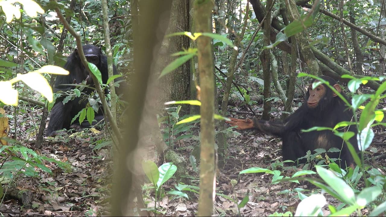 Nederlandse onderzoeker vindt bewijs voor unieke communicatie chimpansees | Dieren | NU.nl
