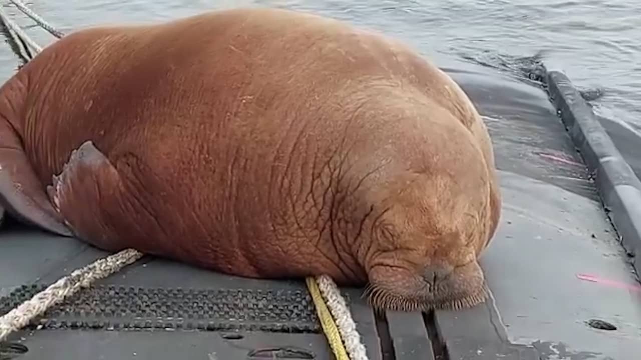 Walrus slaapt in Den Helder op onderzeeboot van de Walrusklasse | NU.nl