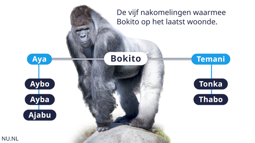 Bokito blijkt jaar na dood niet te vervangen, nu valt zijn familie ...