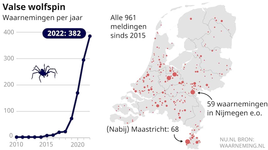 Valse wolfspin is neergestreken in Nederland en plant zich hier voort ...