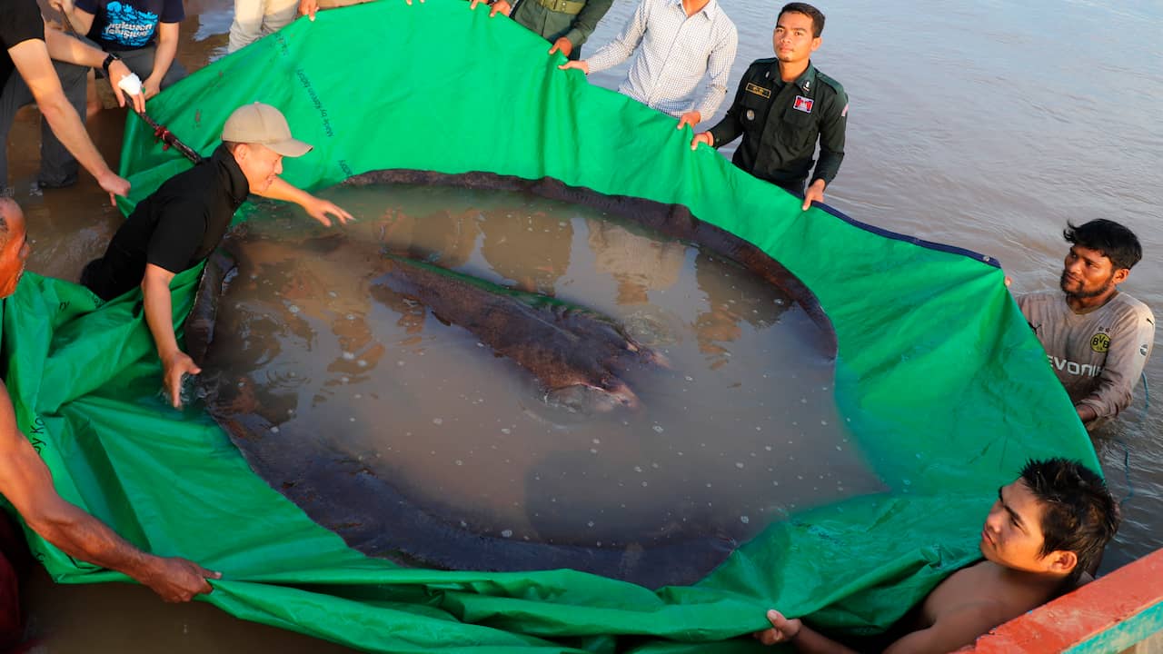 Vissers in Cambodja vangen rog van 300 kilo: grootste zoetwatervis ooit ...