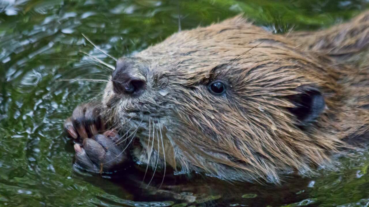 Wat moet je met een speciale bever-euro? Gewoon, betalen | Geld | NU.nl