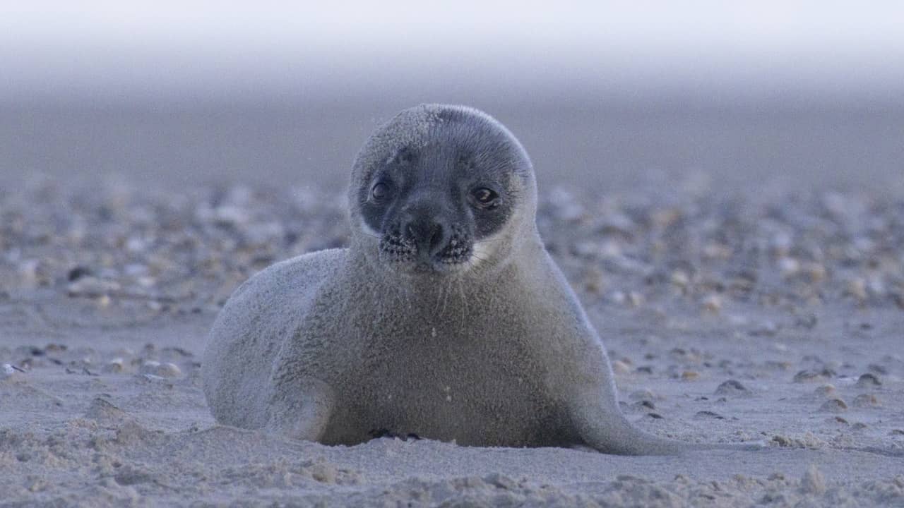 Klapmuts geboren op strand van Vlieland: 'Met een kop als een bokser ...