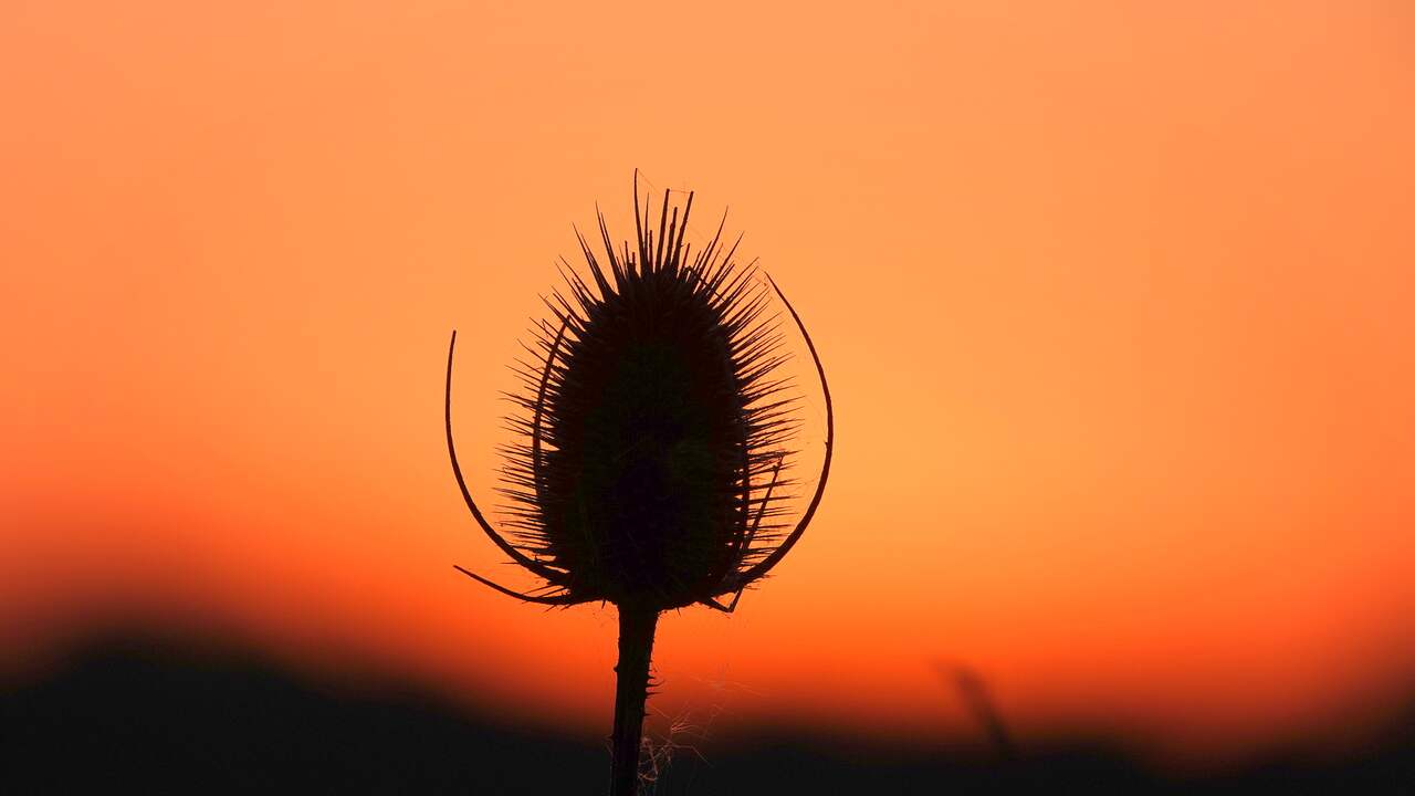 Weerbericht: Het wordt een heldere en zonnige dag | Binnenland | NU.nl