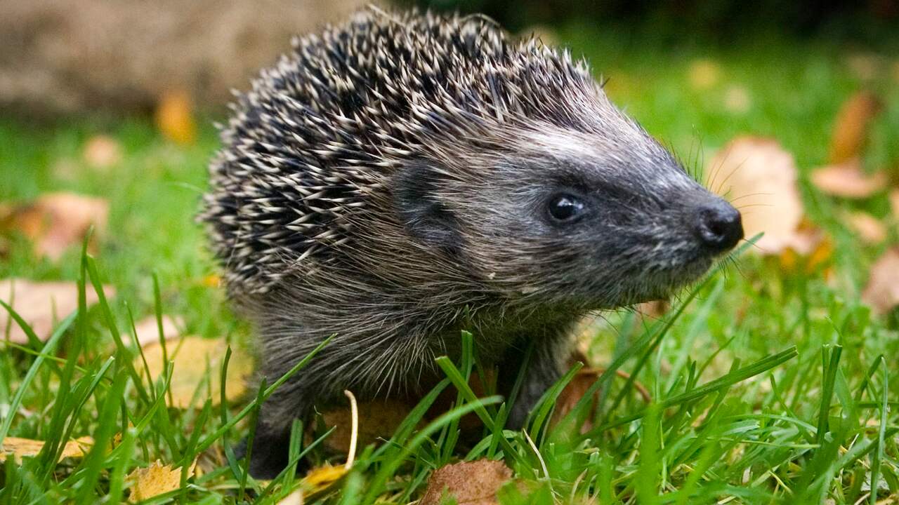 Ecoduct over Oostelijke Ringweg voor egels en hazen | Groningen | NU.nl