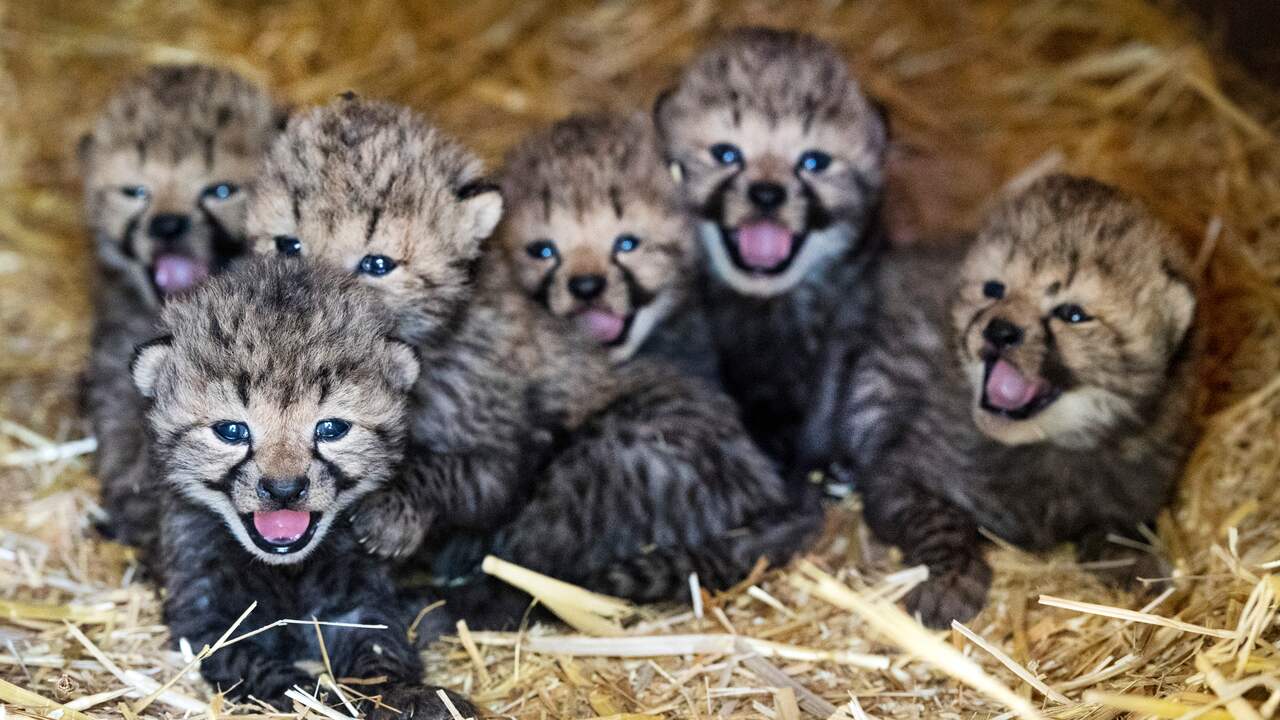 Cheeta-zesling Burgers' Zoo spoedig naar buiten | Dieren | NU.nl