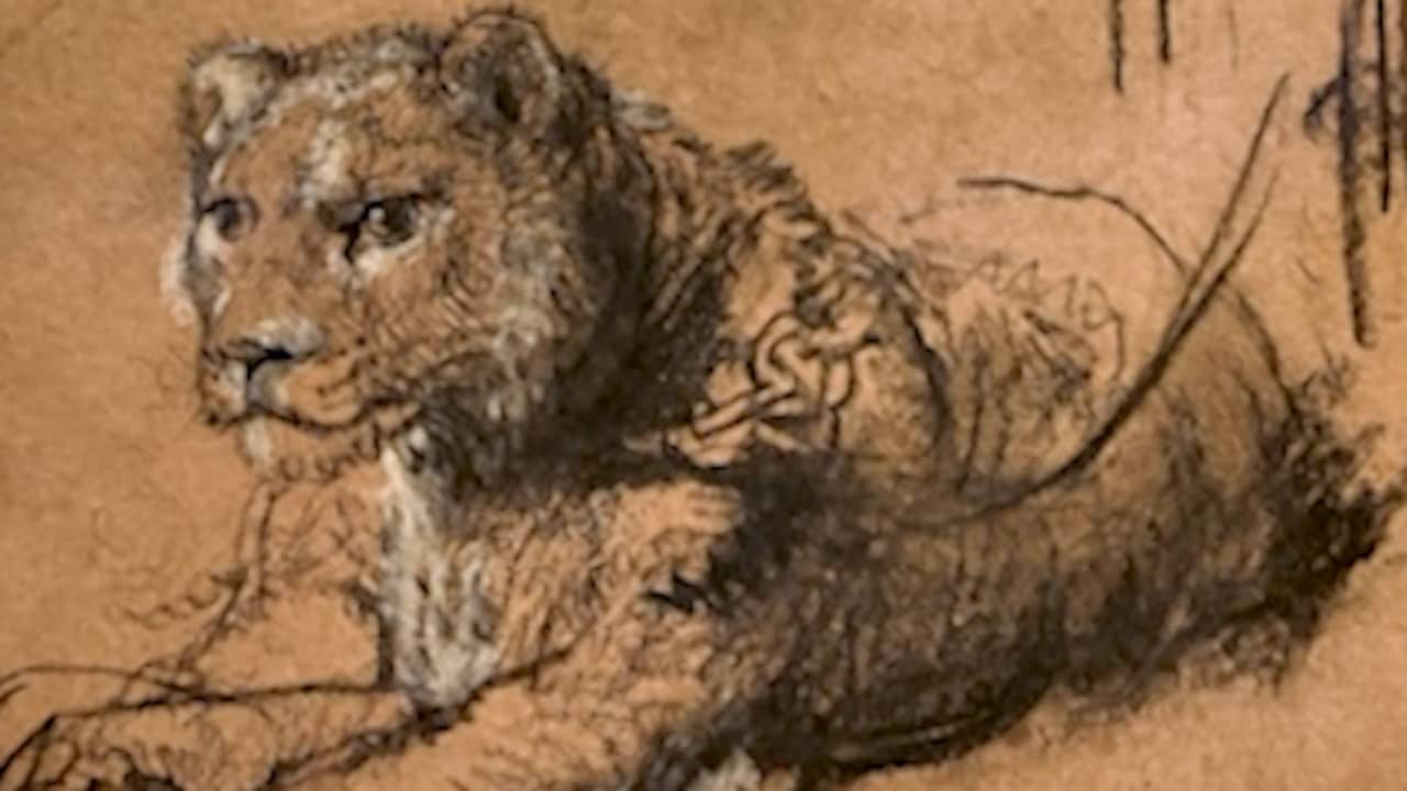 Zeldzame Rembrandt-tekening van leeuw wordt geveild | NU.nl