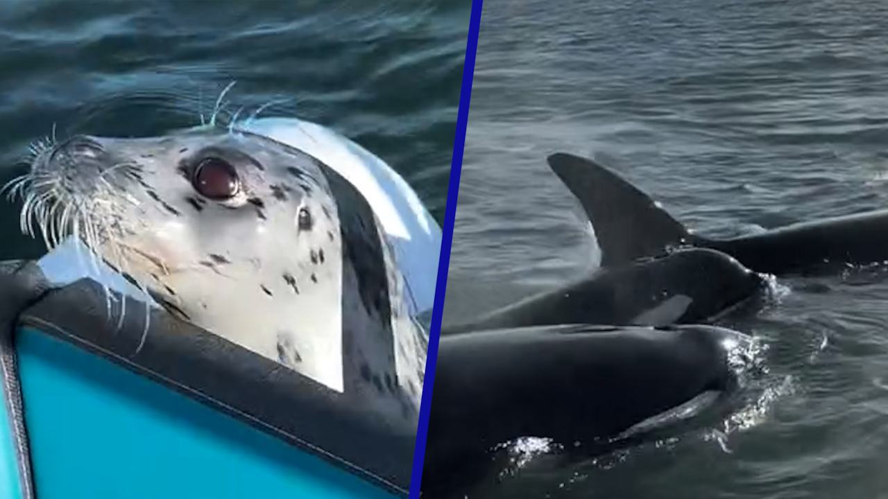 Zeehond ontsnapt aan orka door op boot te springen | NU.nl